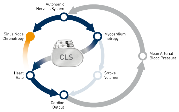 BIOTRONIK receives CE Mark for 3 Tesla full-body MRIs with newest ...